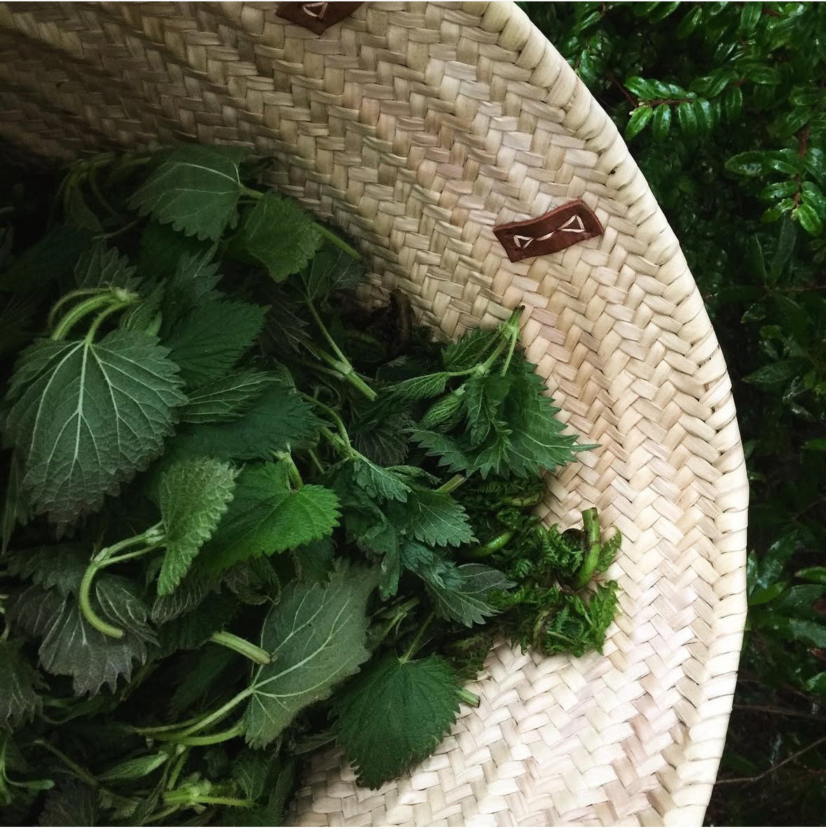 Fresh Nettle Tops - herbal extract – Rose and Crown Apothecary